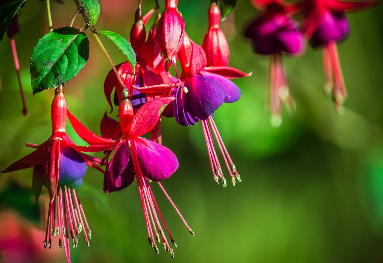 Fuchsia Varieties You’ll Love: A Guide To The Best Types”