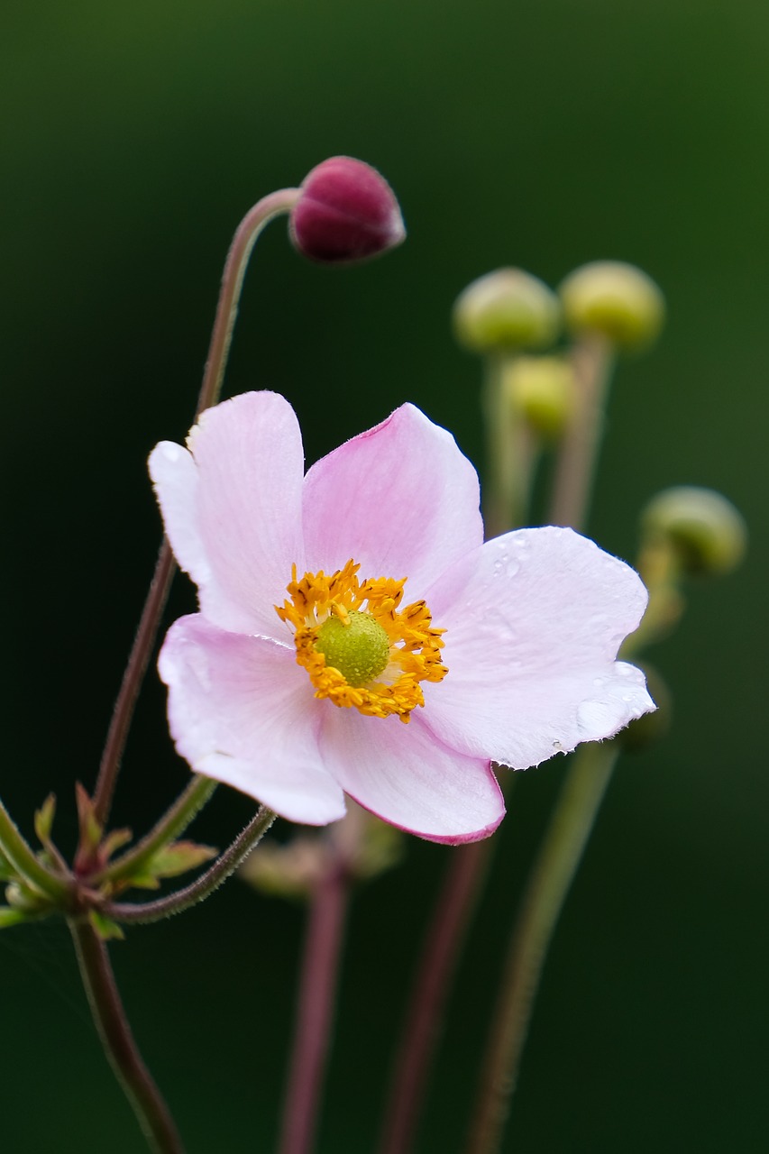 Tips for Growing Beautiful Japanese Anemones in Your Garden - Tips for ...