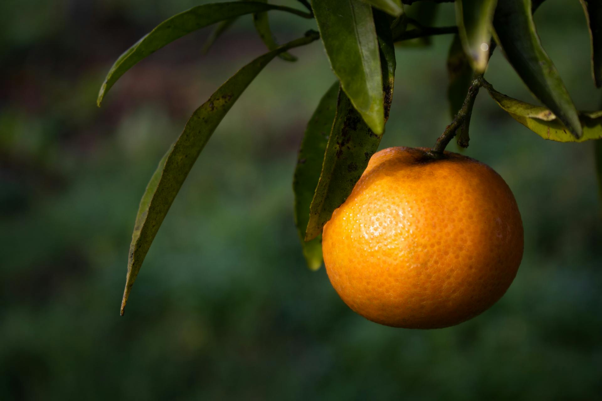 “How To Prune Your Clementine Tree For More Fruit”