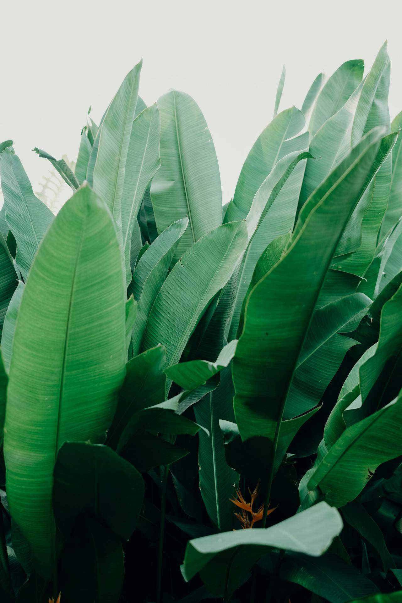 What You Need to Know Before Planting Dwarf Banana Trees
