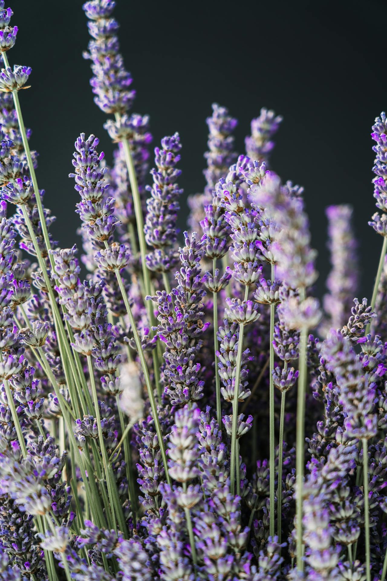 The Ultimate Guide to Lavender: Everything You Need to Know
