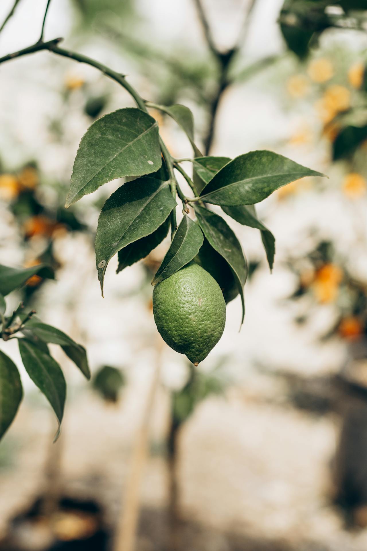 “How To Prune Your Lime Tree For Better Growth”