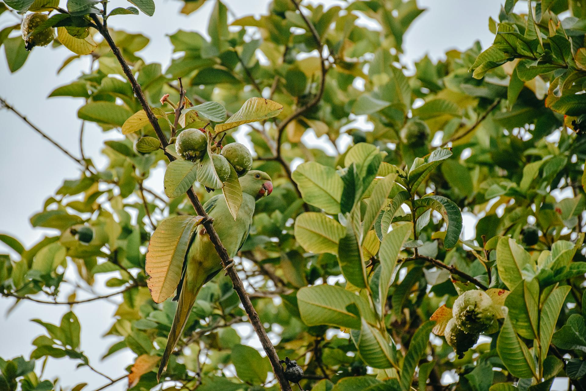 “The Best Soil For Your Guava Tree: A Simple Guide”