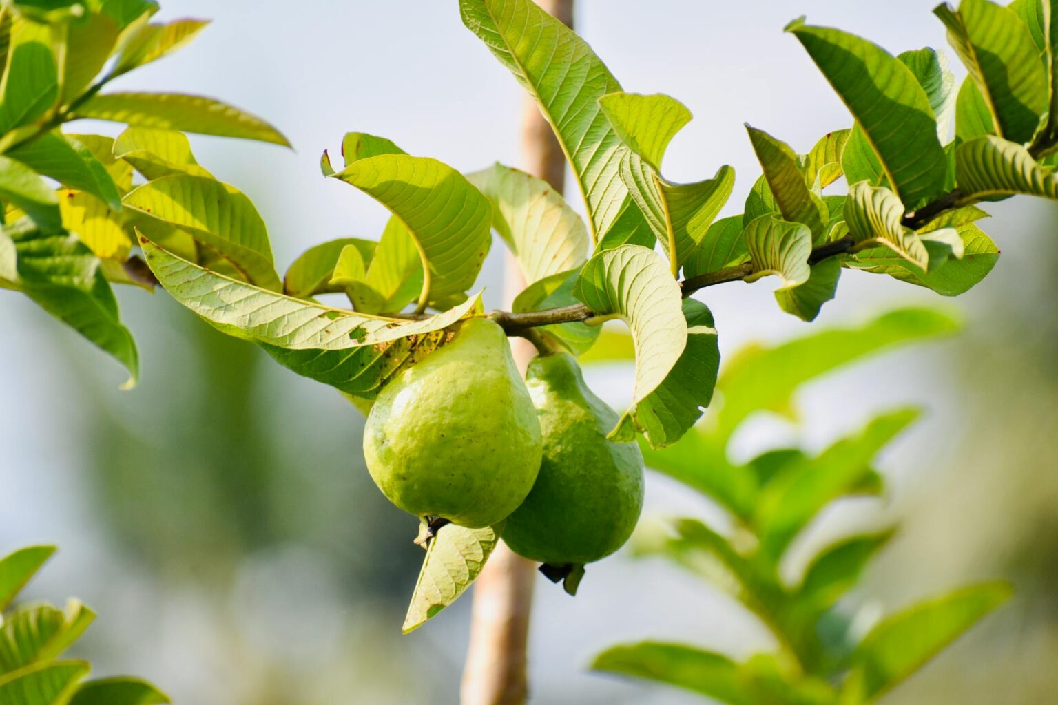 “The Best Soil For Your Guava Tree: A Simple Guide”