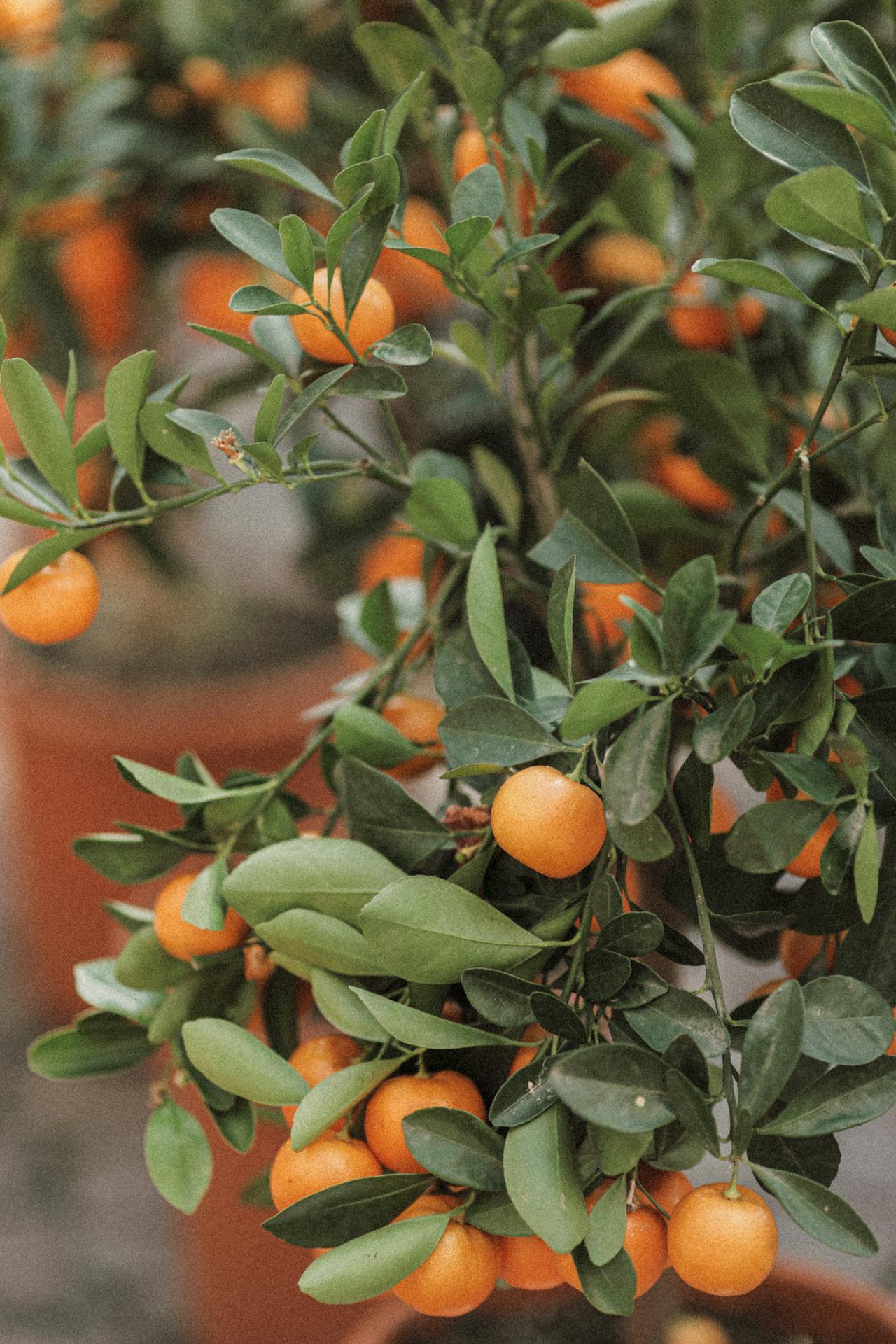 How to Water Your Washington Navel Orange Tree the Right Way